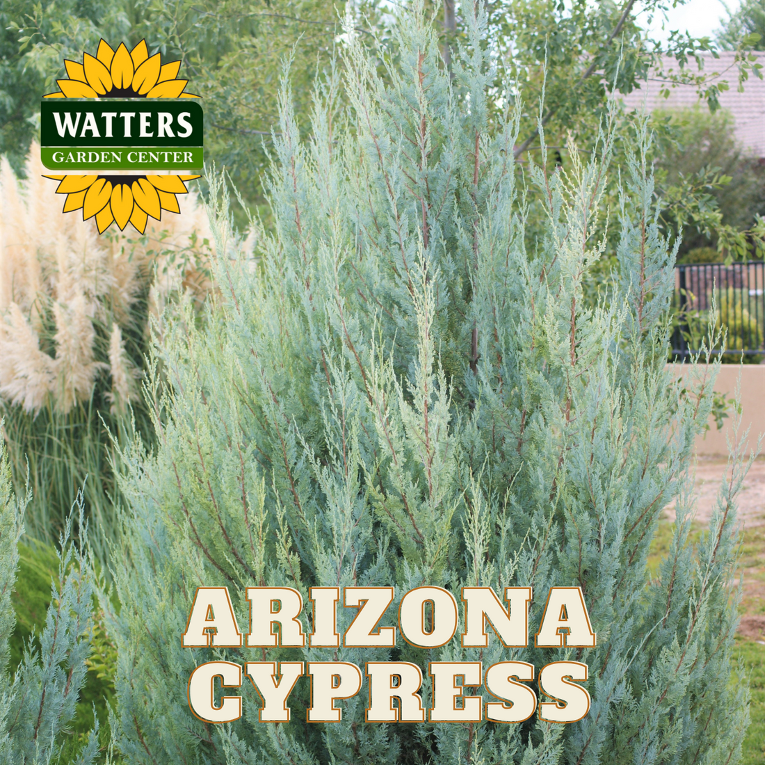 ARIZONA CYPRESS TREE 15gal – Watters Garden Center