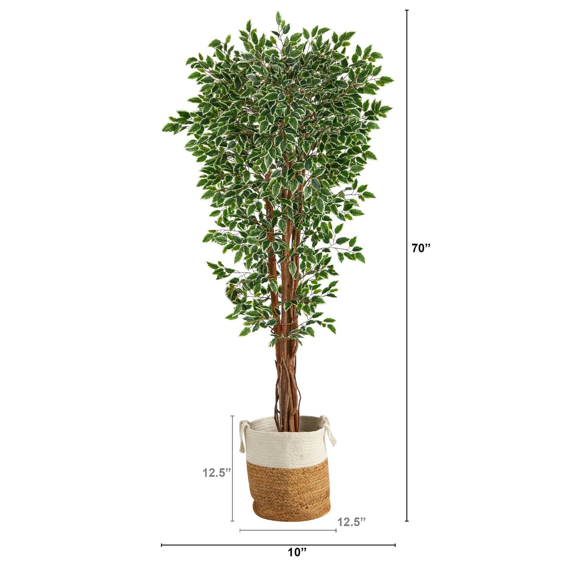 Variegated Ficus Tree in Jute Planter 70” – Watters Garden Center