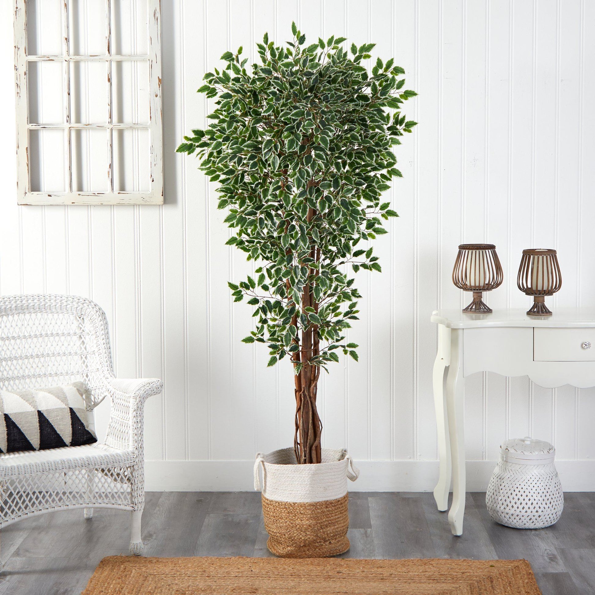 Variegated Ficus Tree in Jute Planter 70” – Watters Garden Center