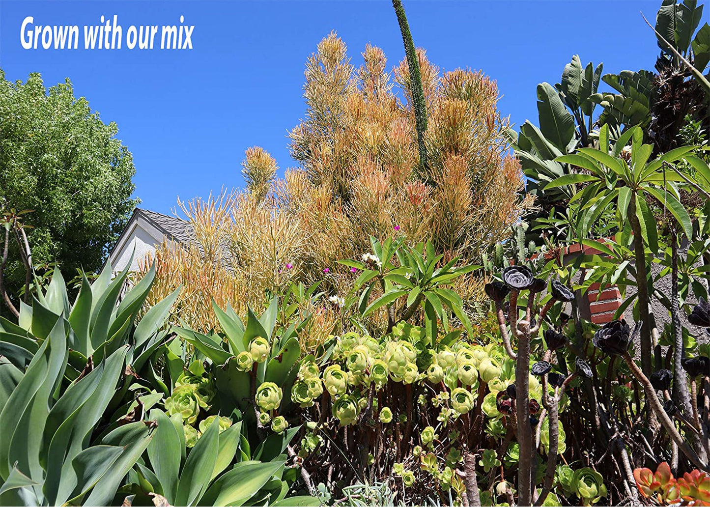 Ramsey Succulent & Cactus Soil Mix – Watters Garden Center