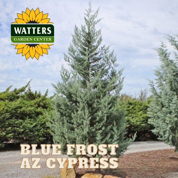 CRYSTAL FROST ARIZONA CYPRESS 10gal – Watters Garden Center