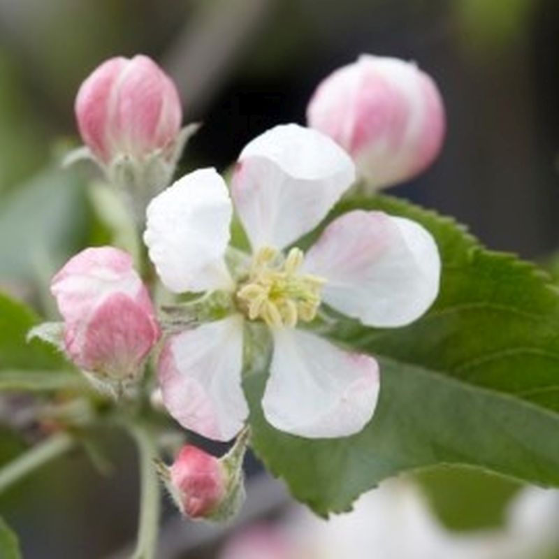 GALA APPLE SEMI DWARF 10gal – Watters Garden Center