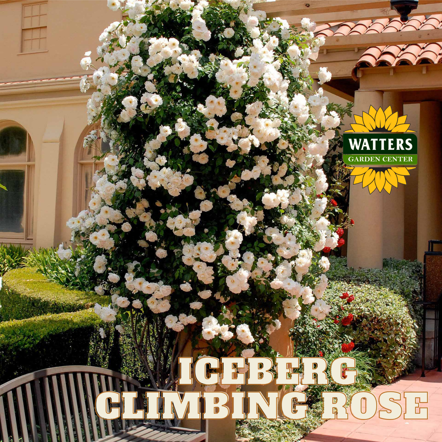 ICEBERG CLIMBING ROSE 2gal – Watters Garden Center
