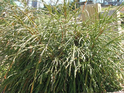 Whipcord Western Red Cedar (THUJA PLICATA WHIPCORD) - 2 gallon 10 ...