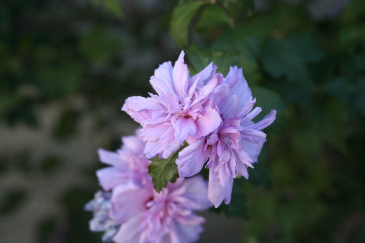 Blushing Bride Rose of Sharon (HIBISCUS S. BLUSHING BRIDE) - 3 gallon ...