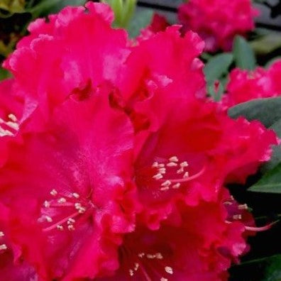 Holden’s ™ Red Rhododendron (RHODO. HOLDENS RED) - 3 gallon 15 ...