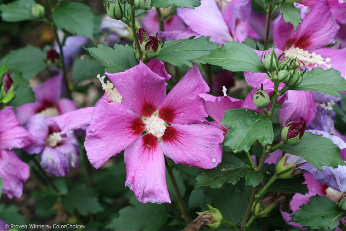 Purple Satin Rose of Sharon (HIBISCUS S. PURPLE SATIN) - 3 gallon 18 ...